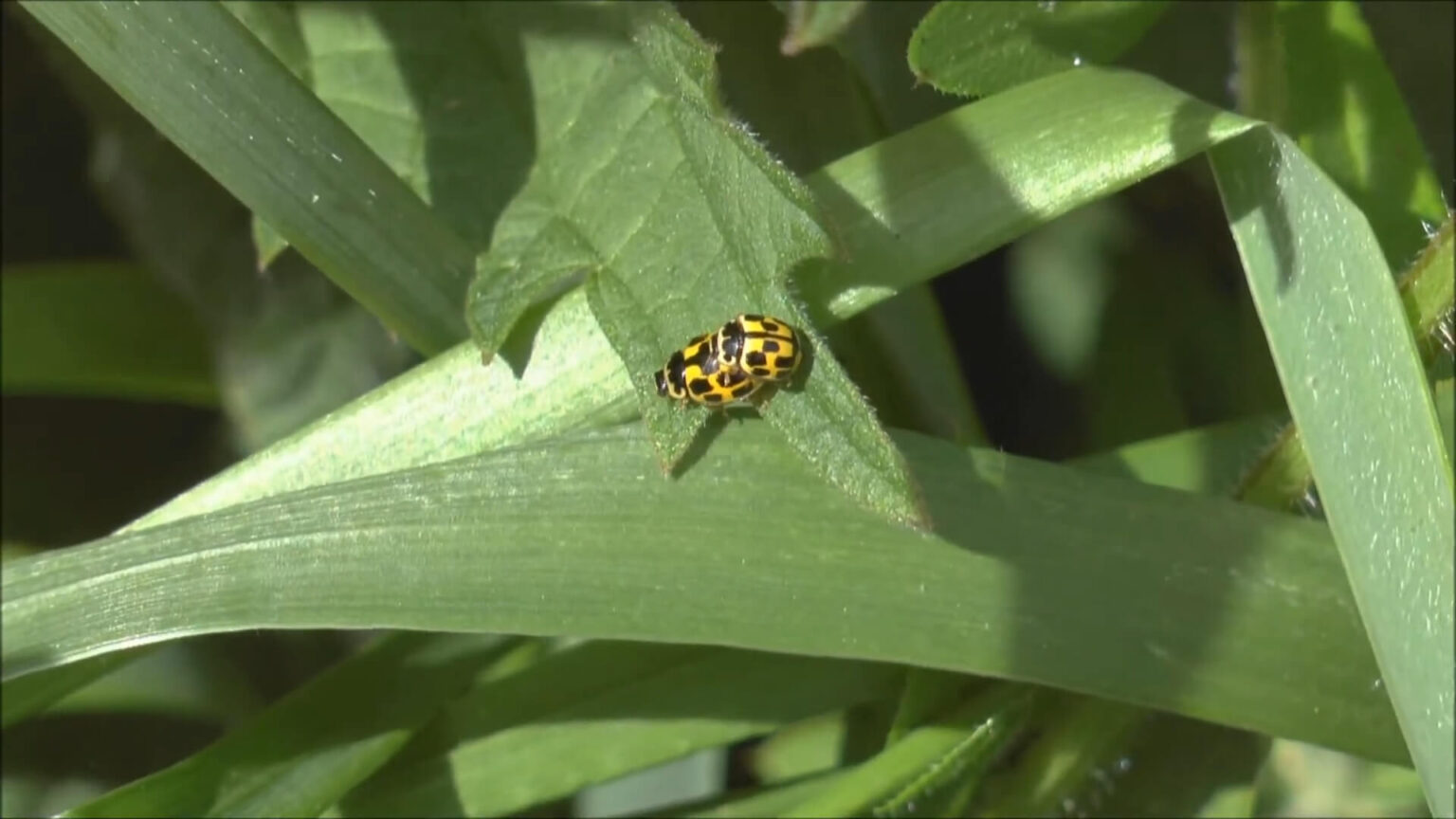 18 Types of Ladybugs Which You Should Know About - Apple Daily