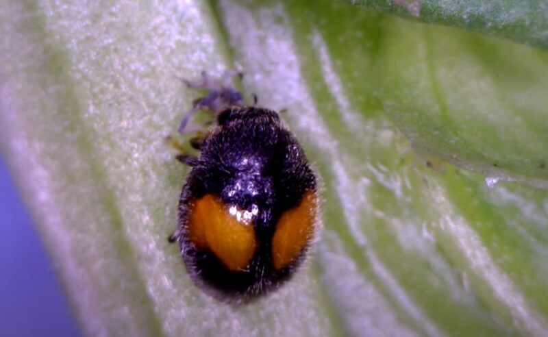 18 Types of Ladybugs Which You Should Know About - Apple Daily