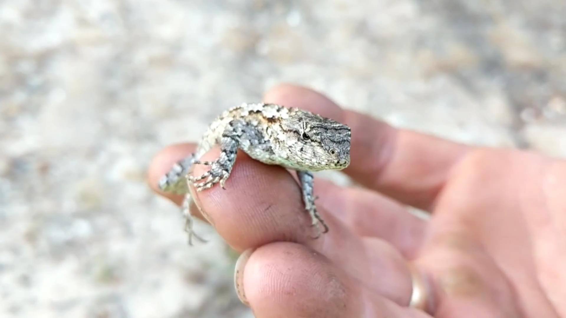 5 Most Common Lizards Found in Florida - All You Need To Know - Apple Daily