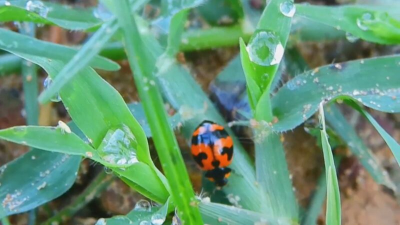 18 Types of Ladybugs Which You Should Know About - Apple Daily