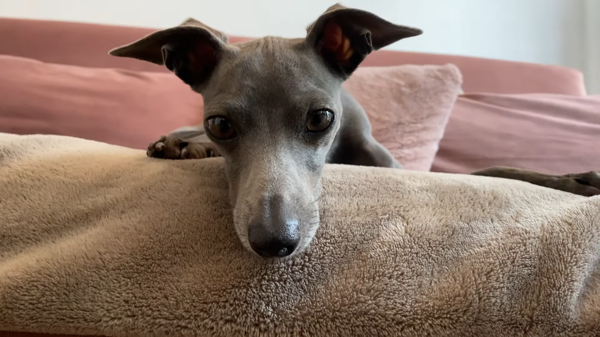 Top 5 Long-Bodied Dog Breeds for Apartment Living - Apple Daily